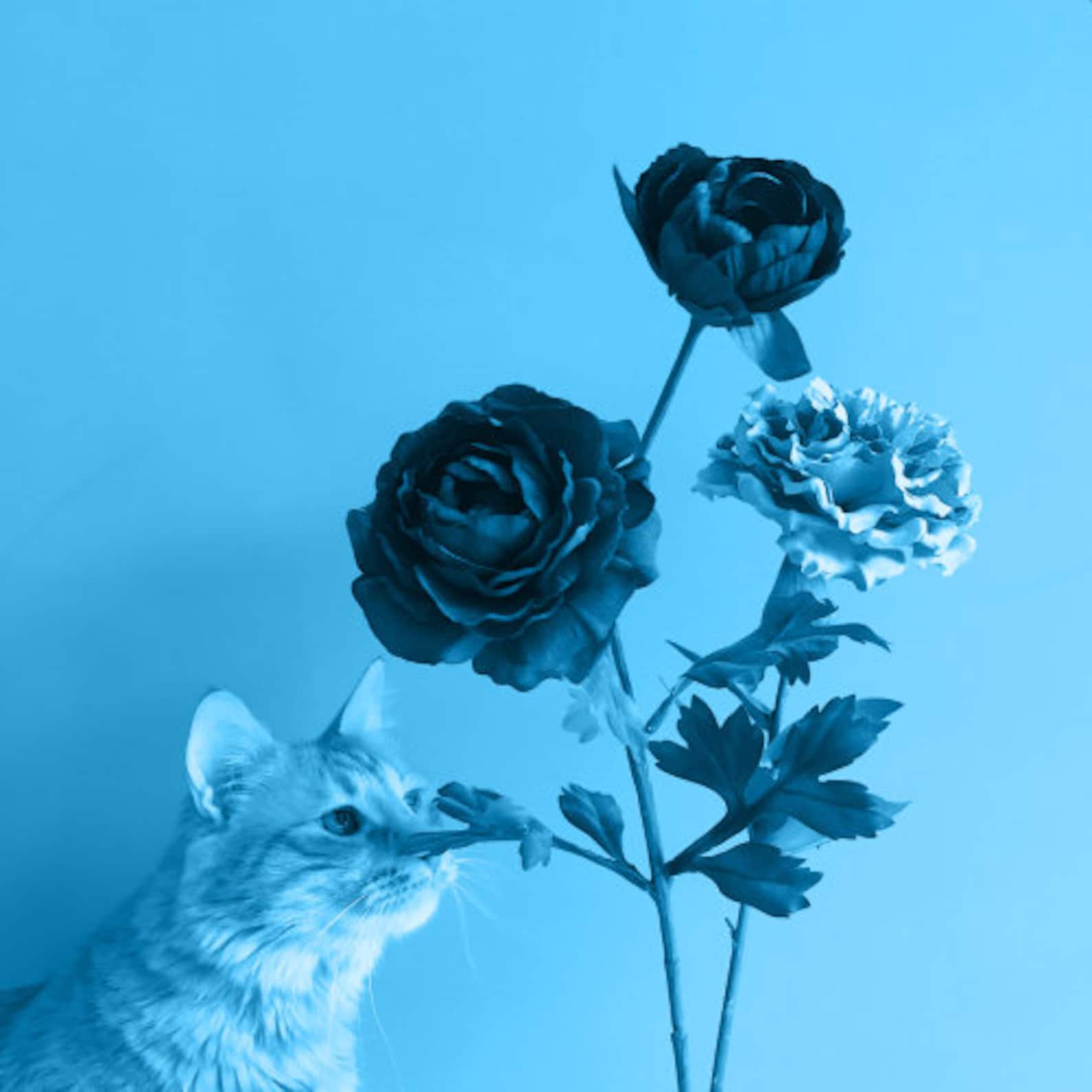 100 Blue Photo Wall Collage Kit Aesthetic Blue Aesthetic Room - Etsy