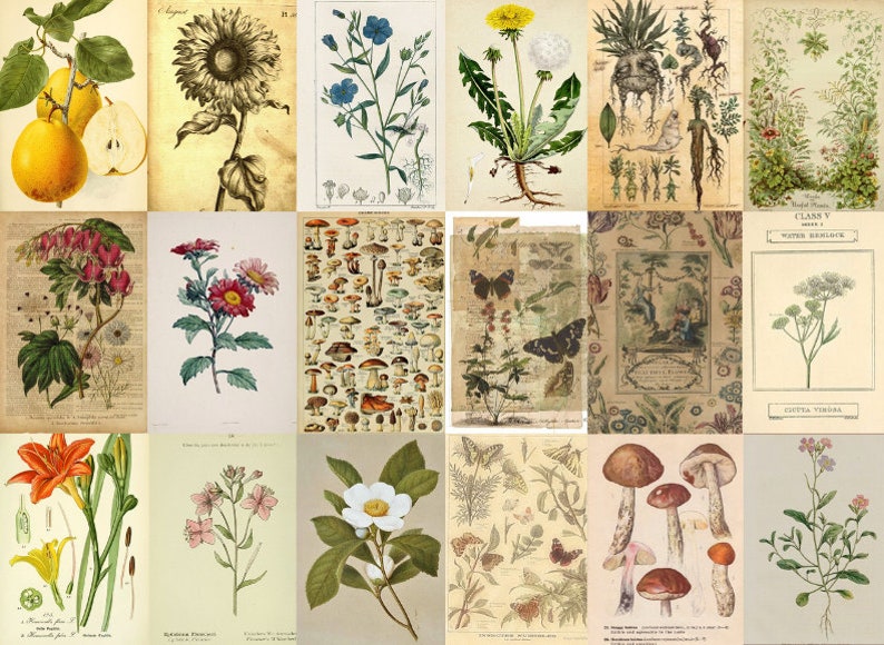 260 PCS Vintage Posters Botanical Prints Wall Collage - Etsy