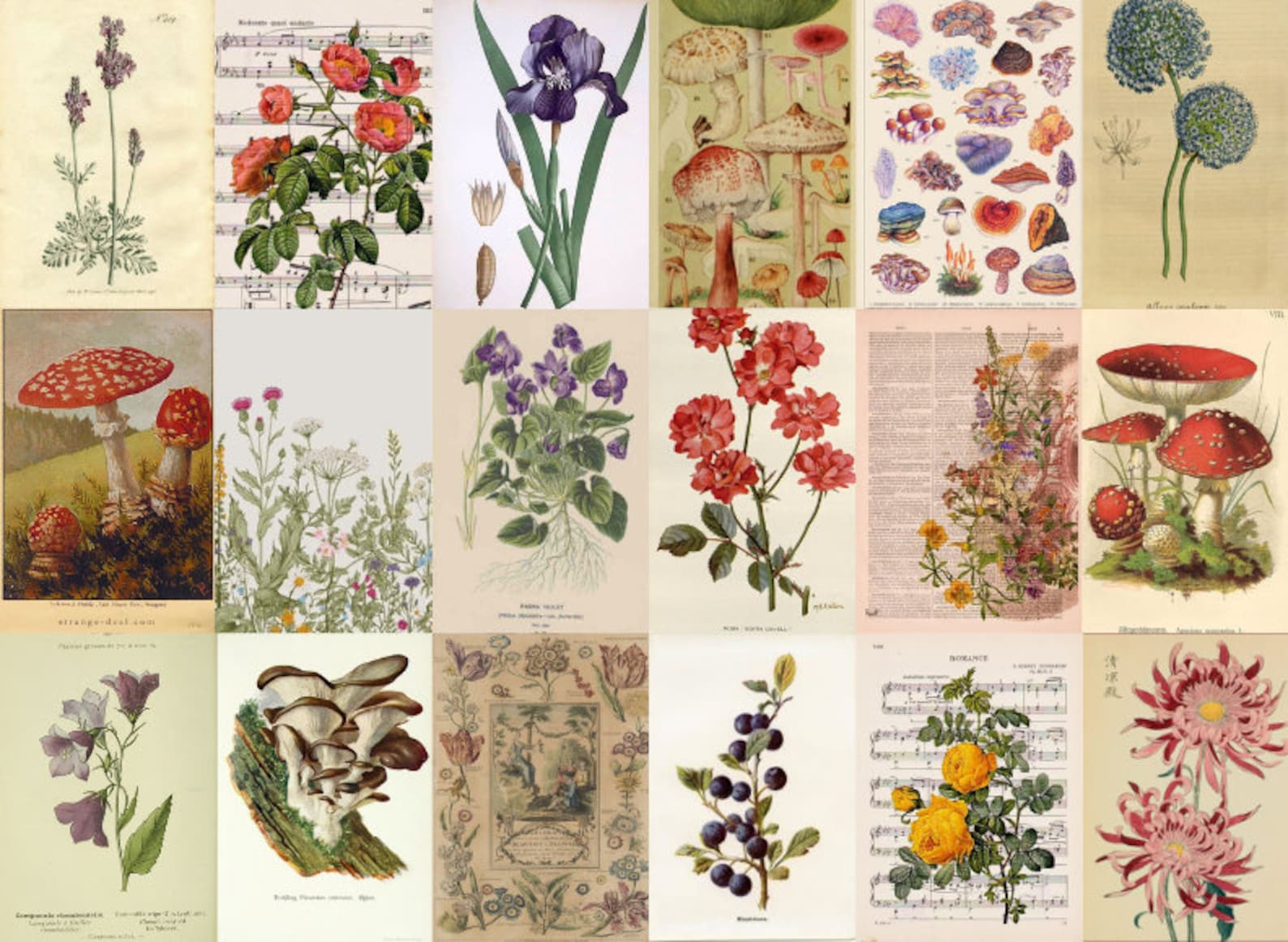 260 PCS Vintage Posters Botanical Prints Wall Collage Kit Cottagecore ...