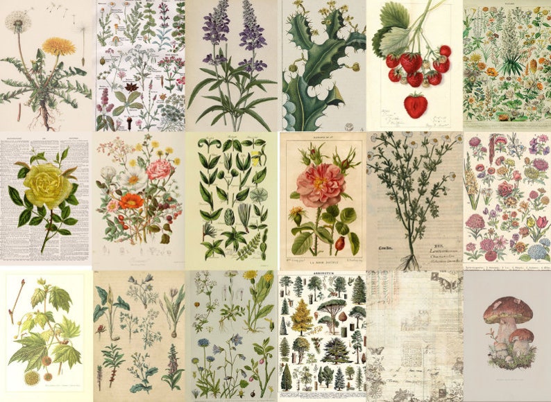 260 PCS - Vintage Posters - Botanical Prints - Wall Collage Kit ...