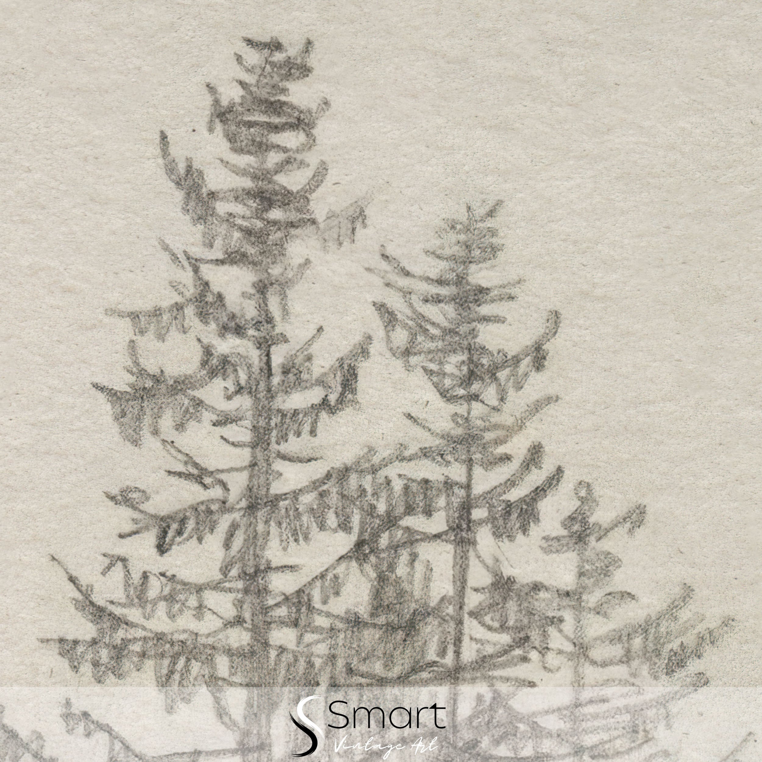 Pine Tree Drawing,vintage Tree Sketch,botanical Sketch Print,christmas ...