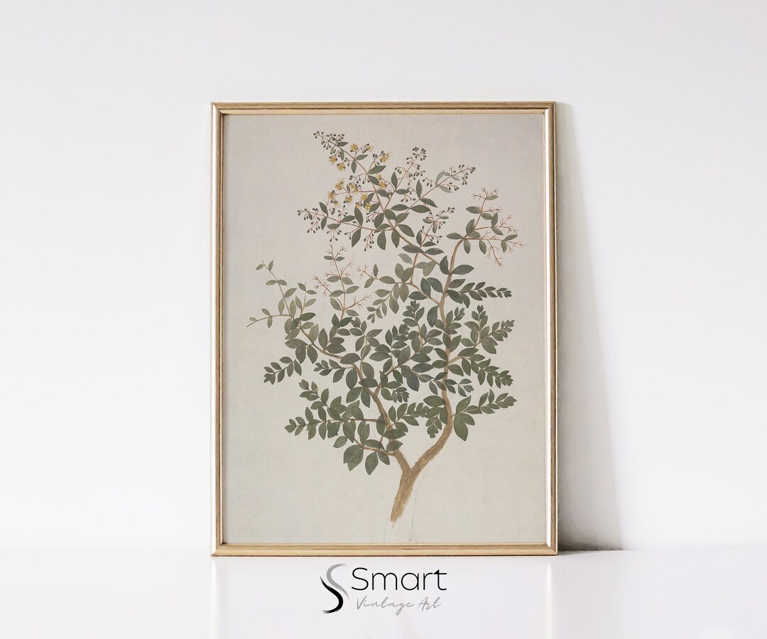 Vintage Botanical Sketch,branch Drawing,minimalist Botanical Wall Art ...