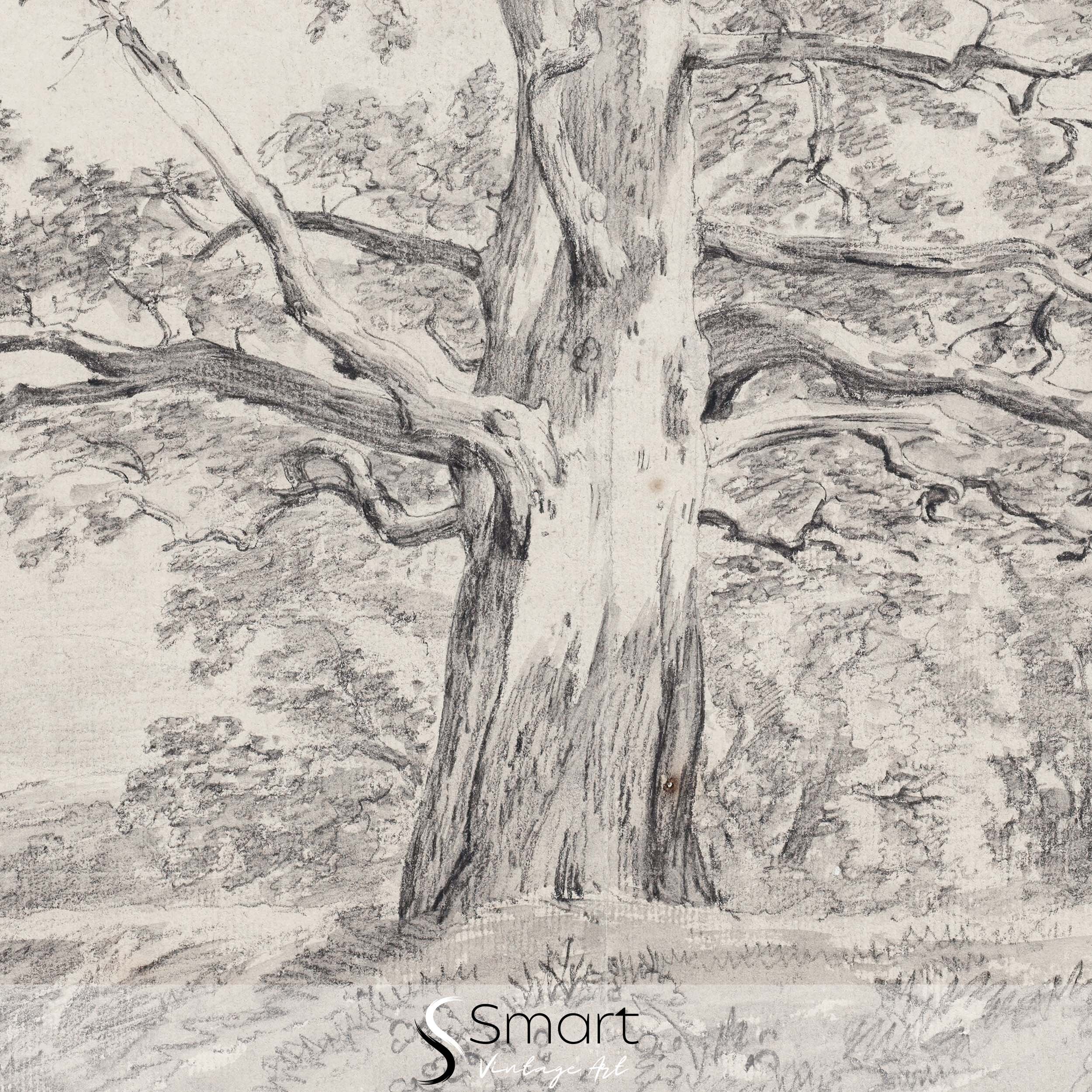 Vintage Tree Sketch,oak Tree Drawing,botanical Sketch Print,tree ...