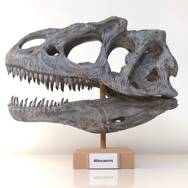 3d Printed Allosaurus Skull - Etsy