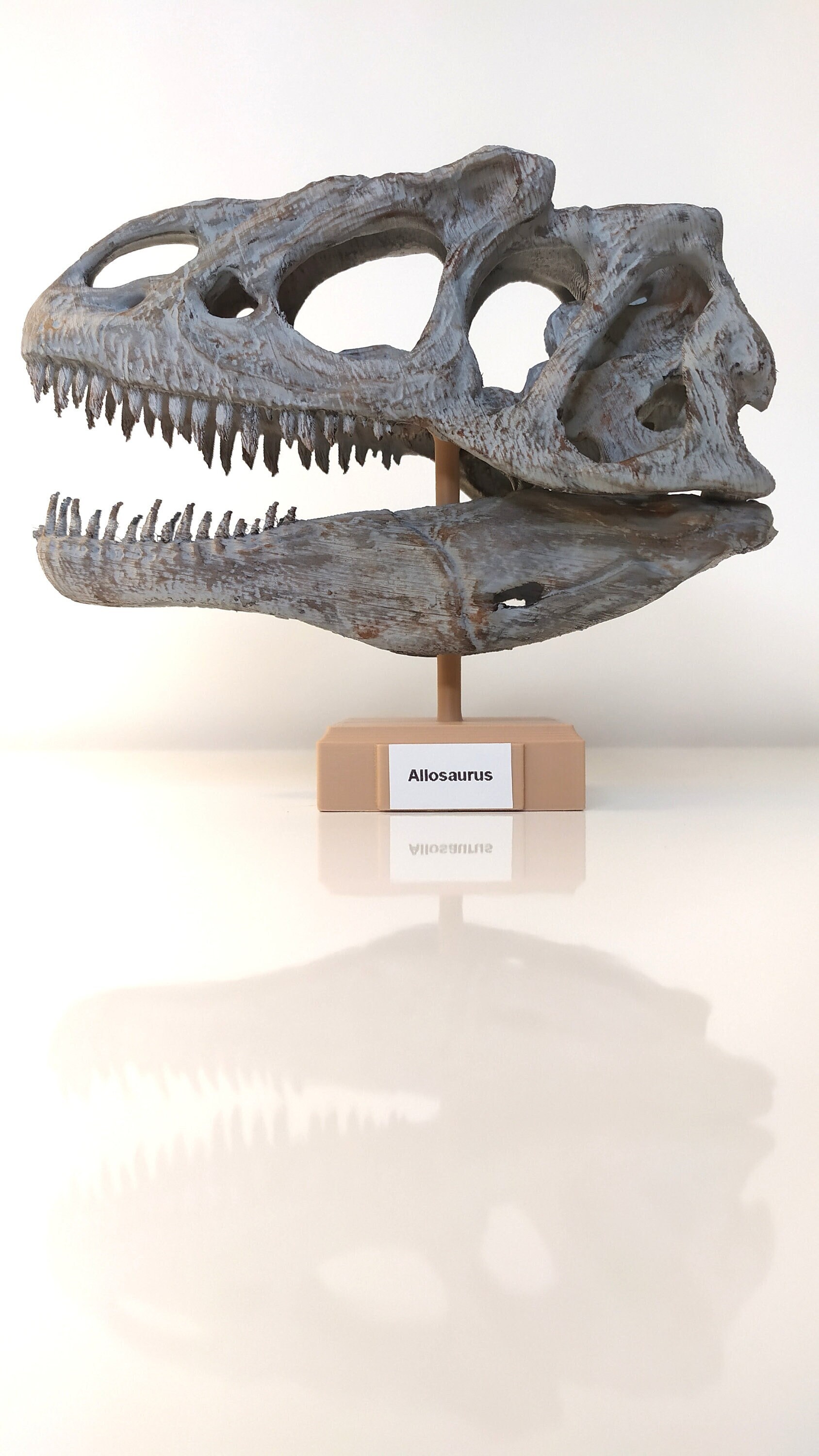 Allosaurus Skull Replica
