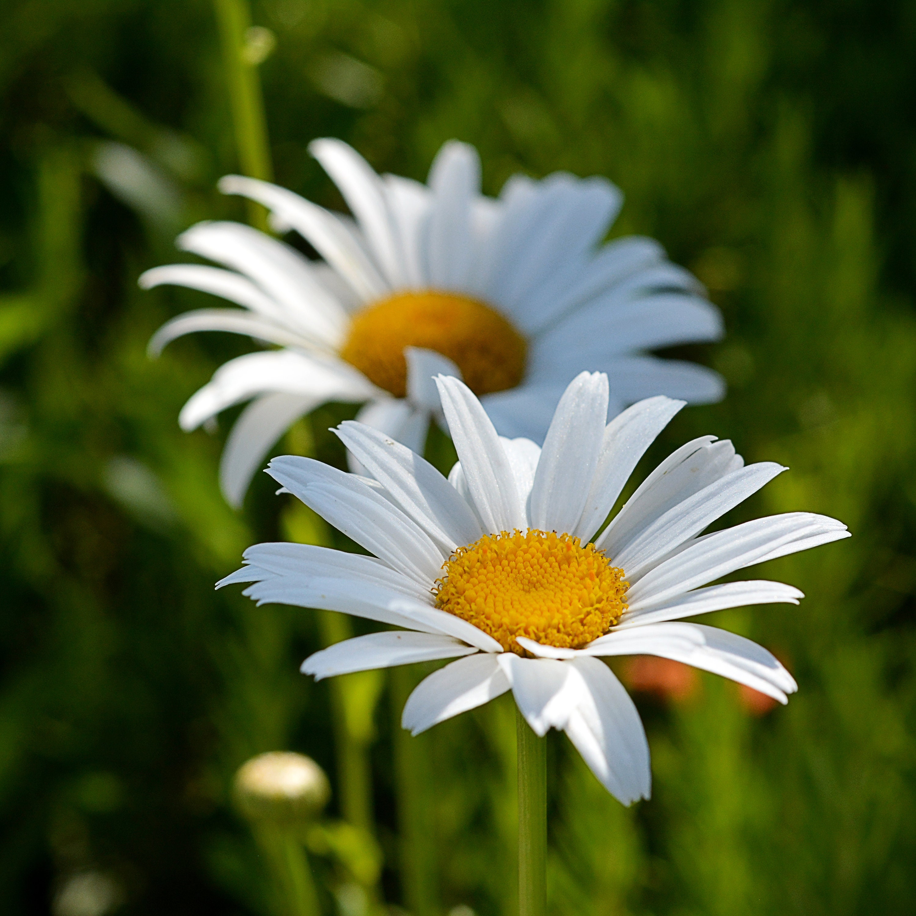 Daisy Flower Fine Art Print, Farmhouse Wall Art, Minimalist Spring ...