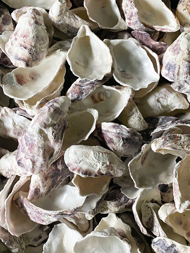 25x Purple Oyster Shells Art Craft Beach Find Aquarium, Vivarium 7cm - Etsy