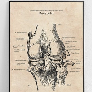 Knee Joint Anatomy Poster, Original Poster - Etsy