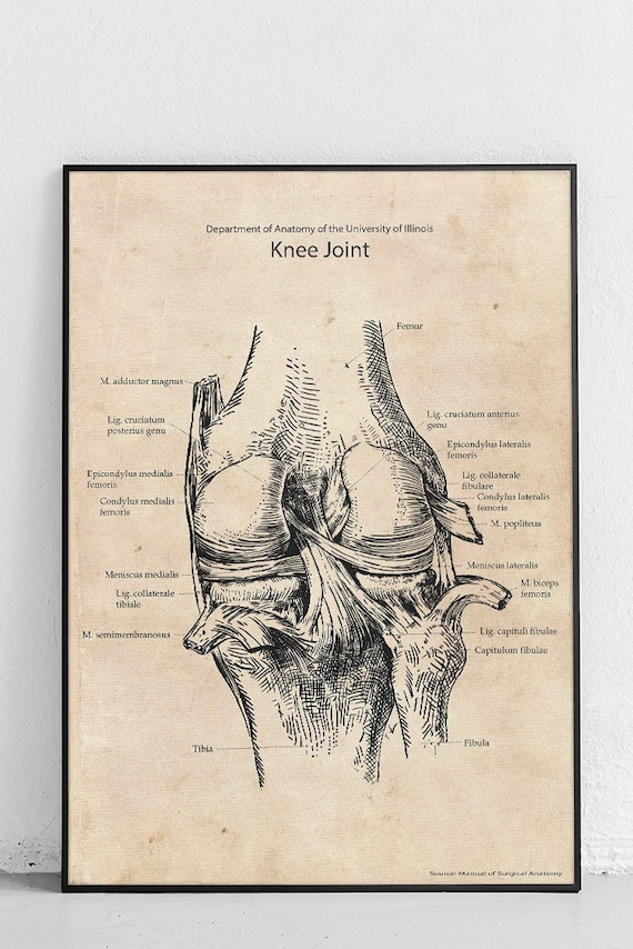 Knee Joint Anatomy Poster Original Poster | Etsy