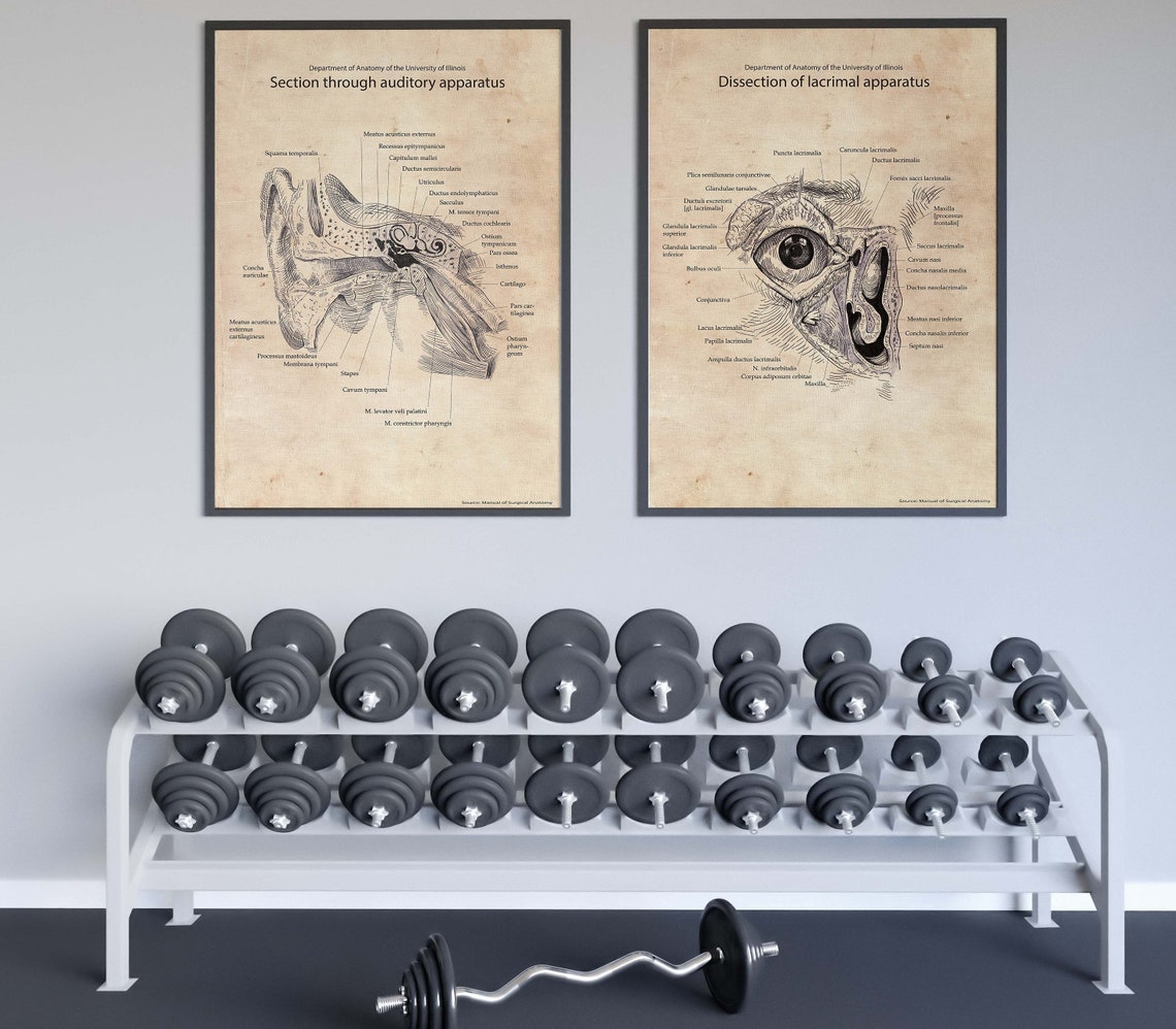 Auditory System Original Poster - Etsy