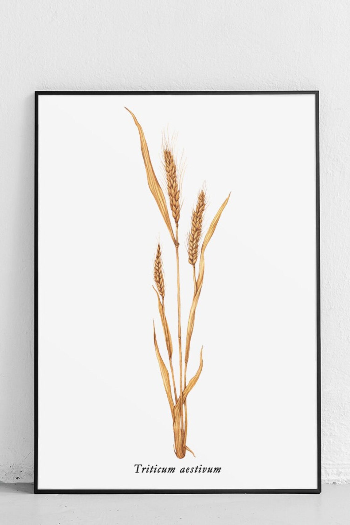 Common Wheat Hand Painted Poster, Botanical Poster, Plant Poster - Etsy