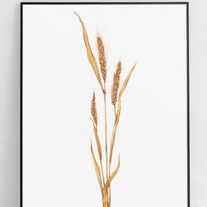 Common Wheat Hand Painted Poster, Botanical Poster, Plant Poster - Etsy