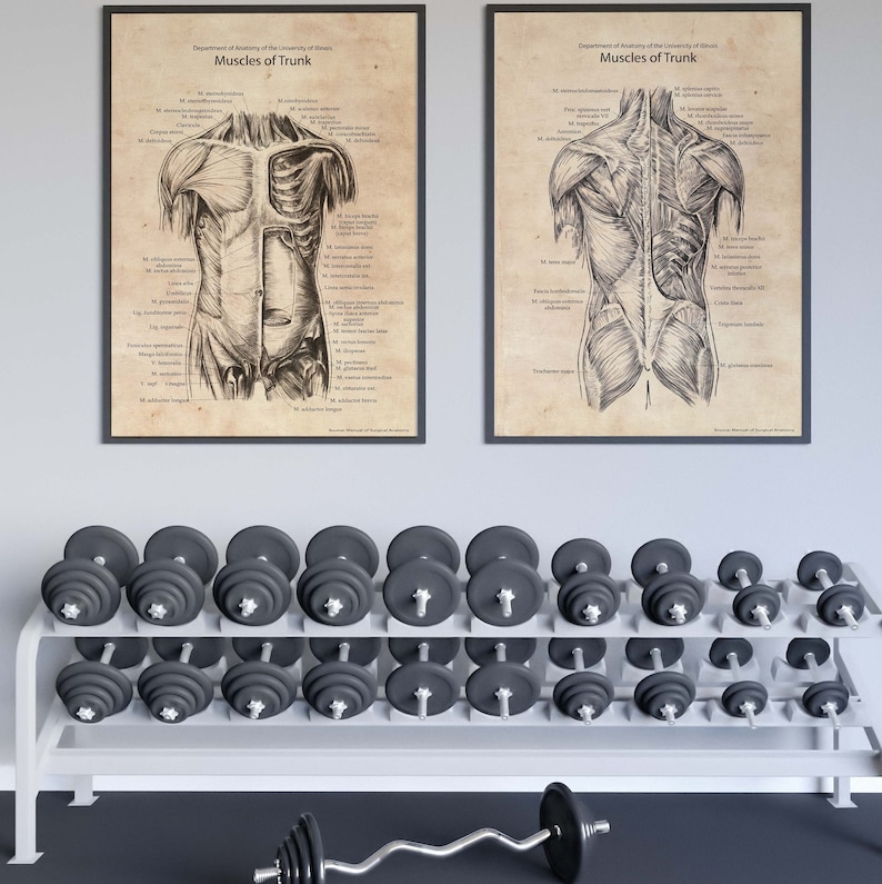 Muscles of the Trunk Anterior Structure Original Poster | Etsy