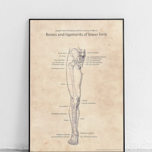 Bones and Ligaments of the Right Leg - Original Poster - Etsy