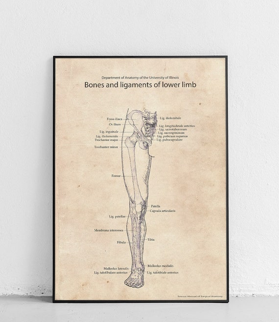Bones and Ligaments of the Right Leg Original Poster - Etsy