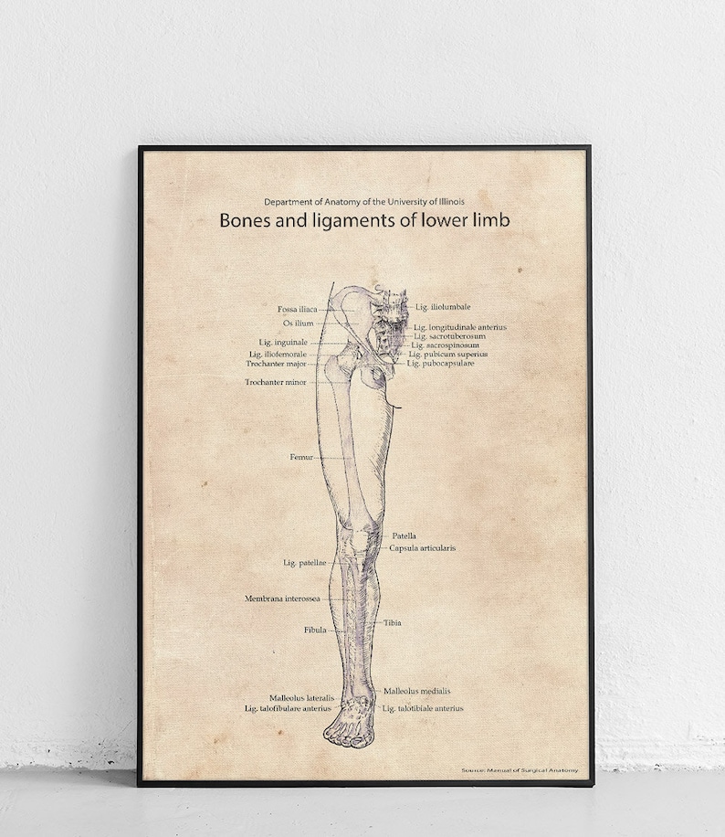 Bones and Ligaments of the Right Leg - Original Poster - Etsy