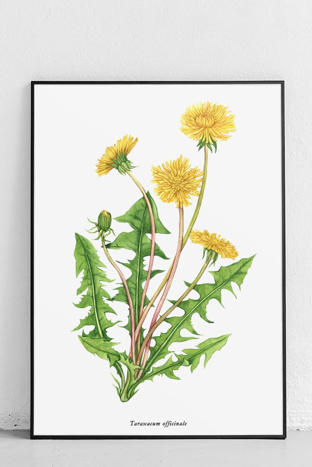 Dandelion Hand Painted Poster, Botanical Poster, Plant Poster - Etsy