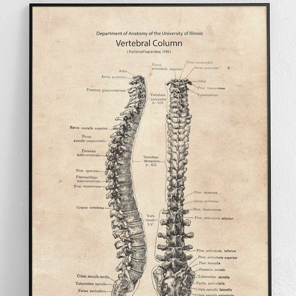 Spine and Nerve - Etsy