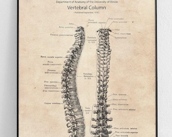 Spine Structure Original Poster - Etsy
