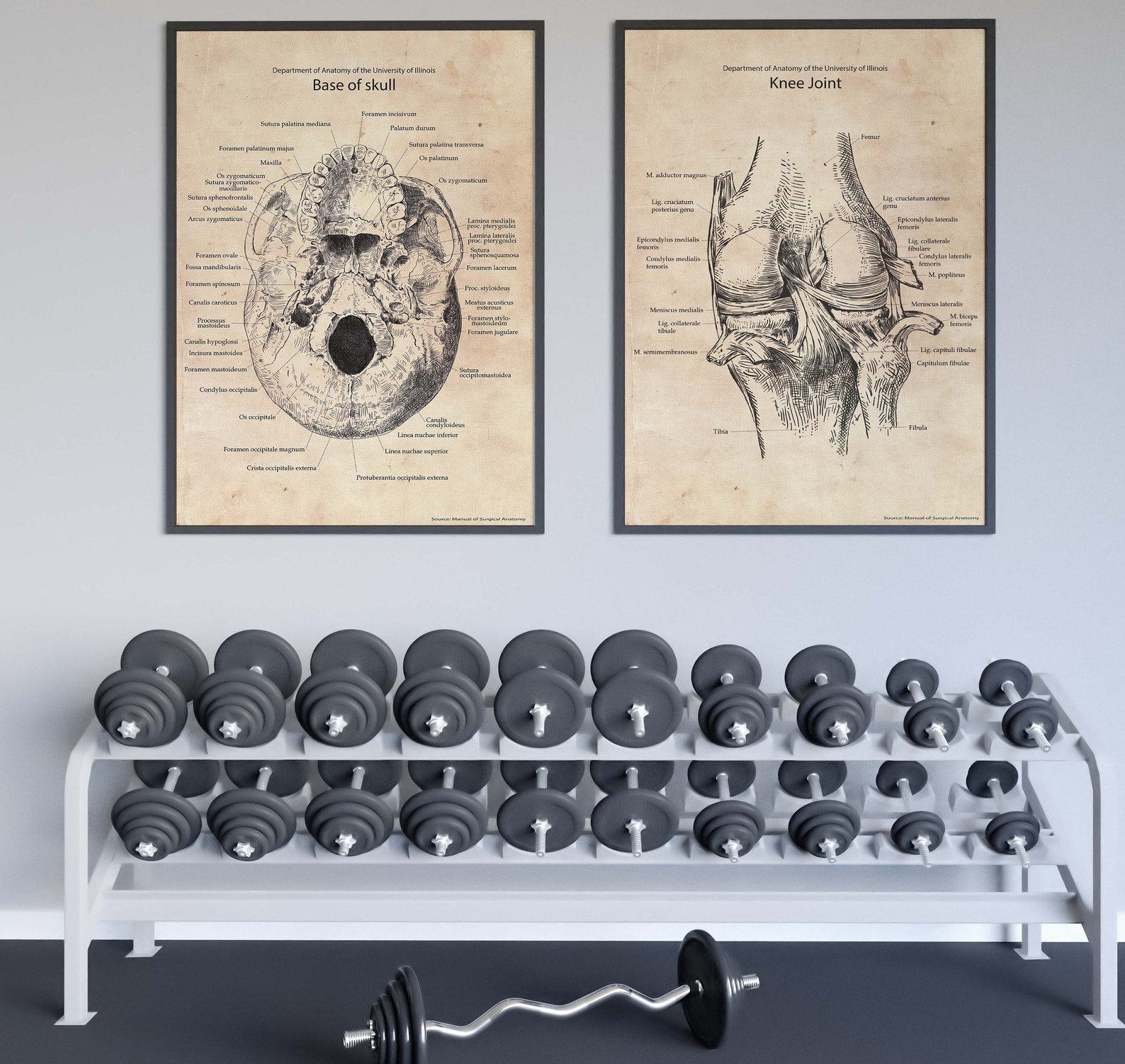Knee Joint Anatomy Poster, Original Poster - Etsy