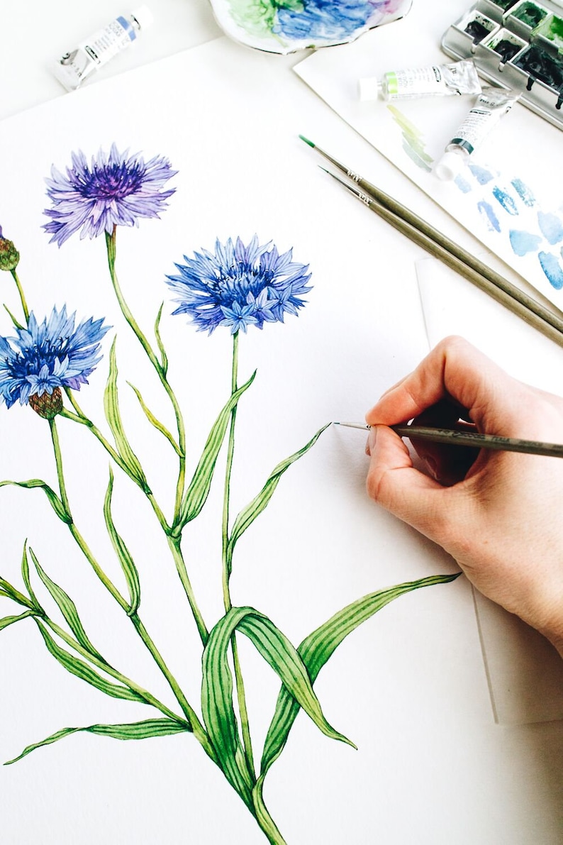 Cornflower Hand Painted Poster, Botanical Poster, Plant Poster - Etsy
