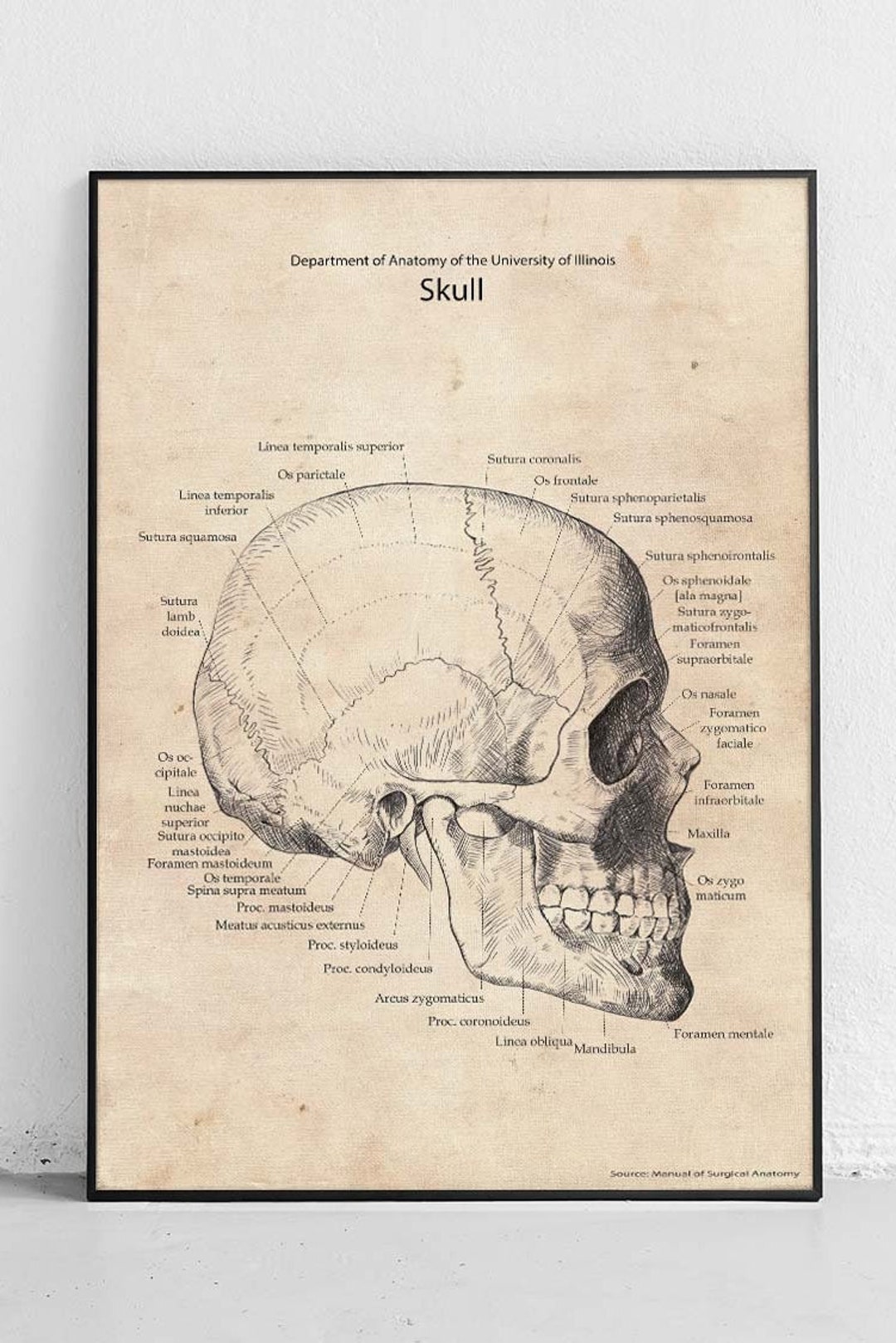 Skull Side View Structure Original Poster - Etsy