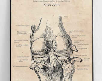 Knee Joint Anatomy Poster Original Poster | Etsy