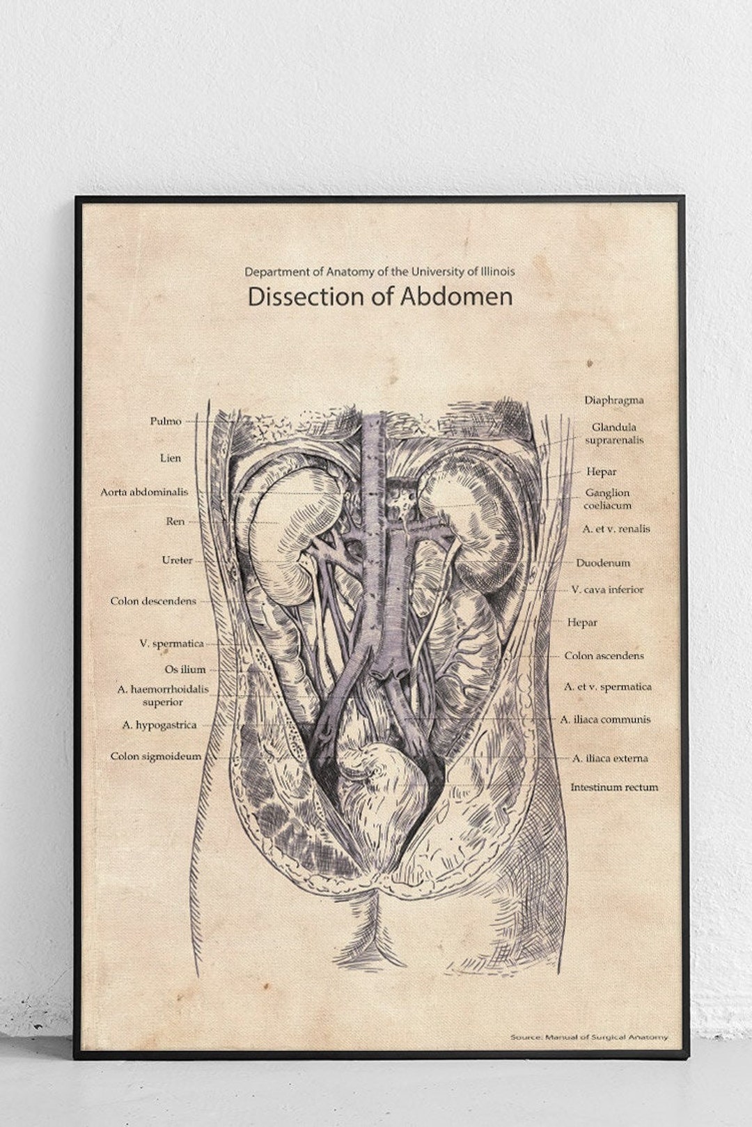 Viscera of Trunk in Situ Anatomy Poster, Torso Original Poster - Etsy