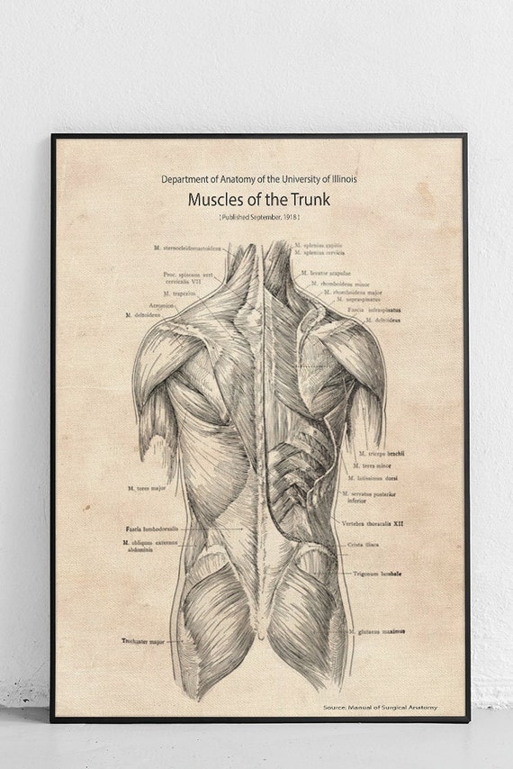 Muscles of the Trunk Back Structure Original Poster | Etsy
