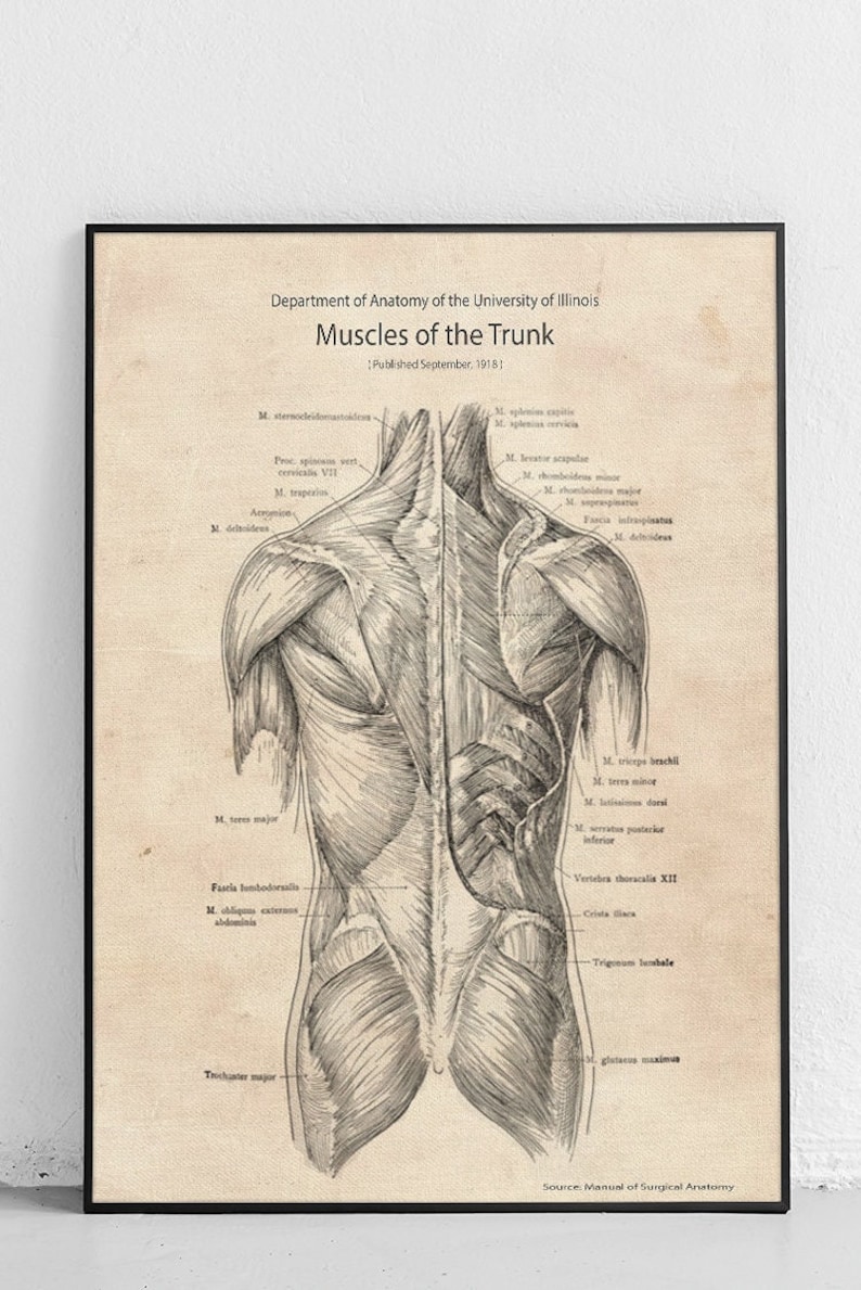 Muscles of the Trunk Back Structure Original Poster - Etsy