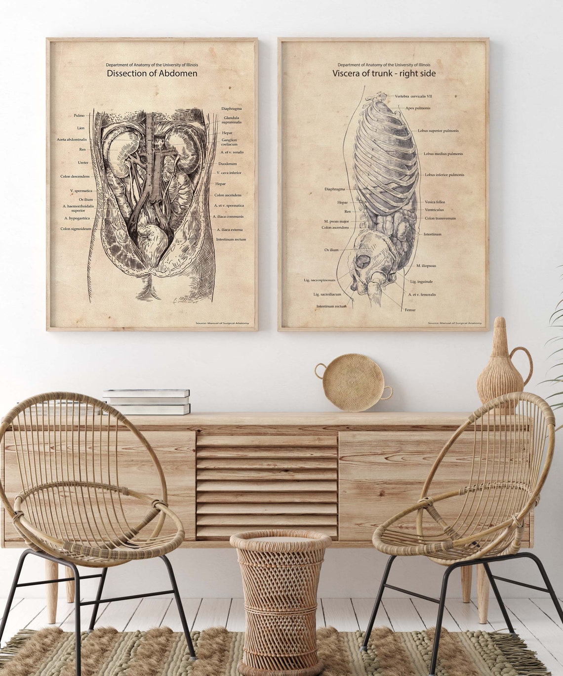 Viscera of Trunk in Situ Anatomy Poster, Torso Original Poster - Etsy
