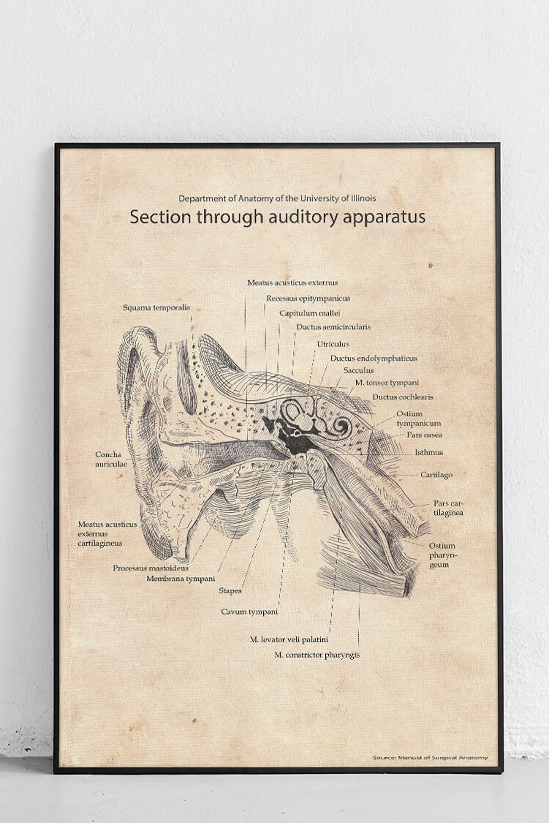 Auditory System Original Poster - Etsy