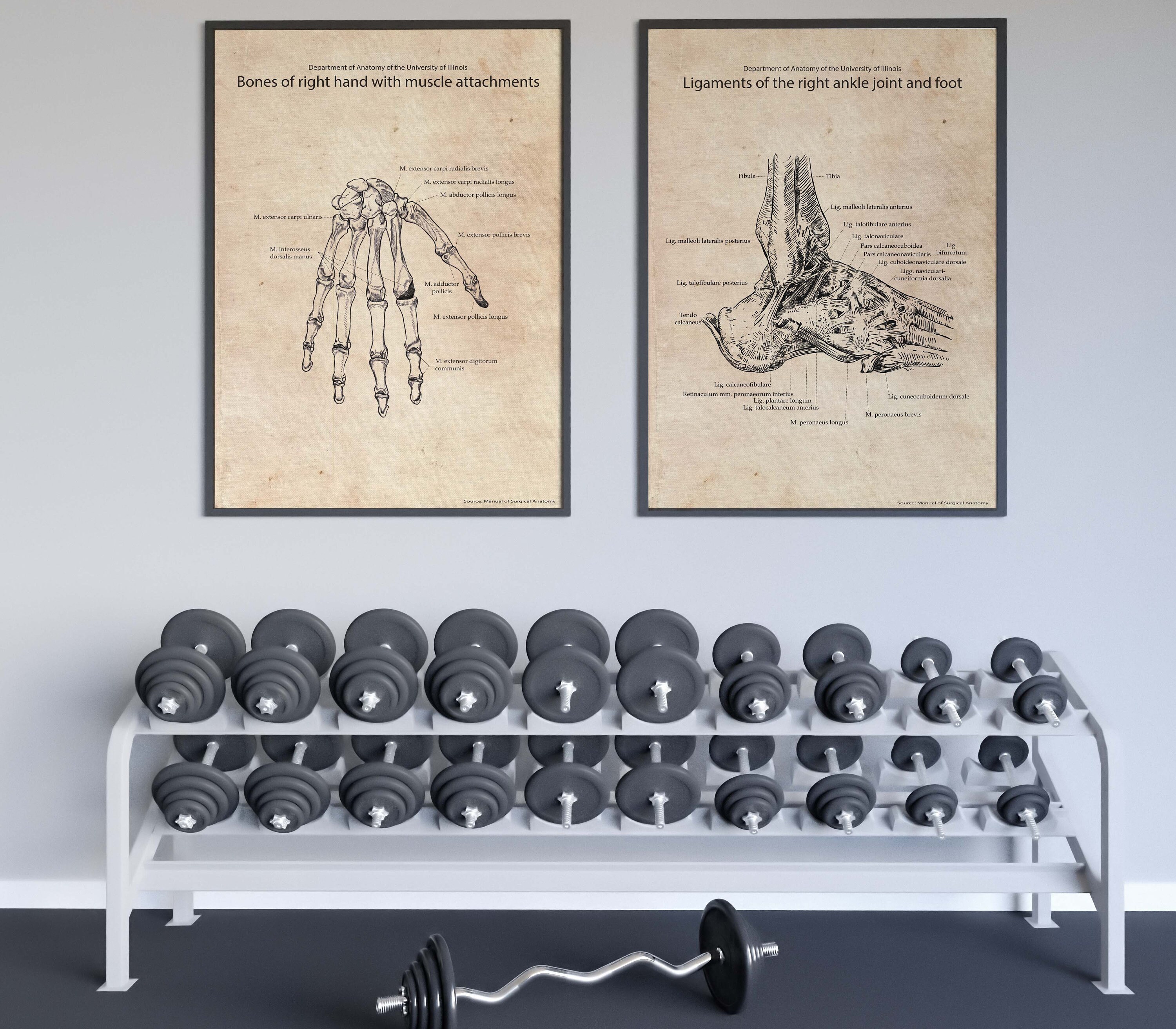 Ankle and Foot Original Poster - Etsy