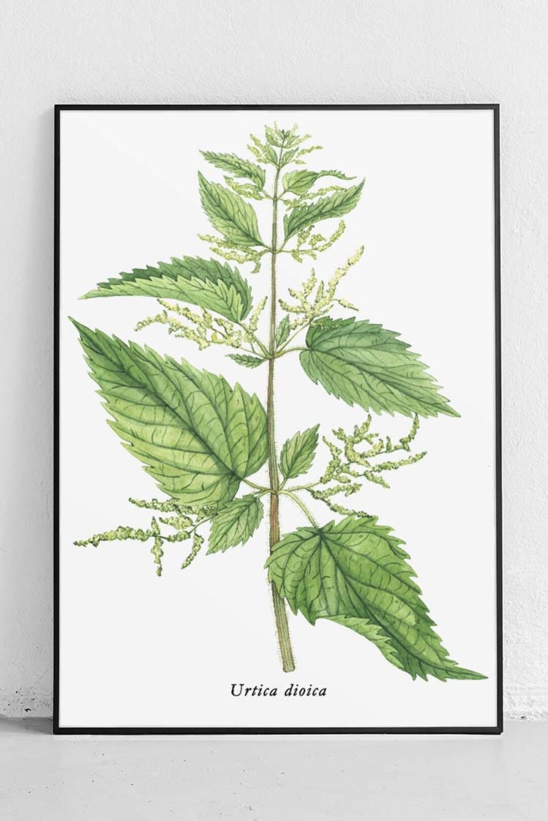 Nettle Botanical Print, Vintage Watercolor Style, Medicinal Herb Wall ...