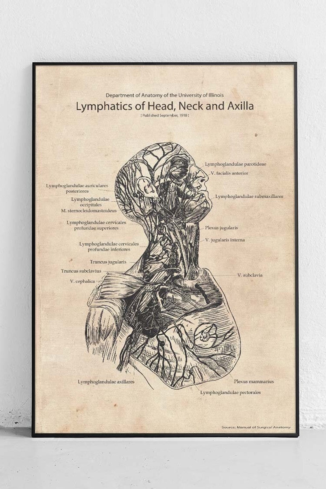 Lymphatics of Head, Neck and Axilla Original Poster - Etsy