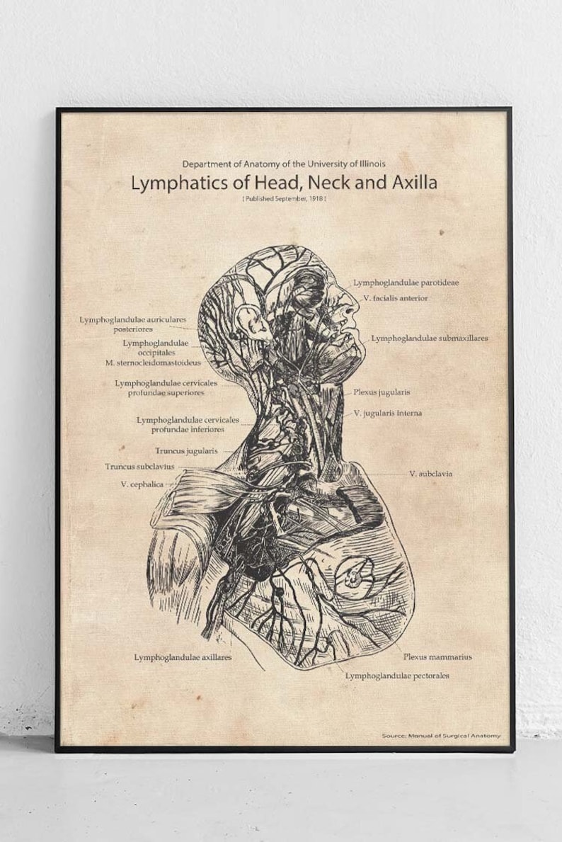 Lymphatics of Head, Neck and Axilla Original Poster - Etsy