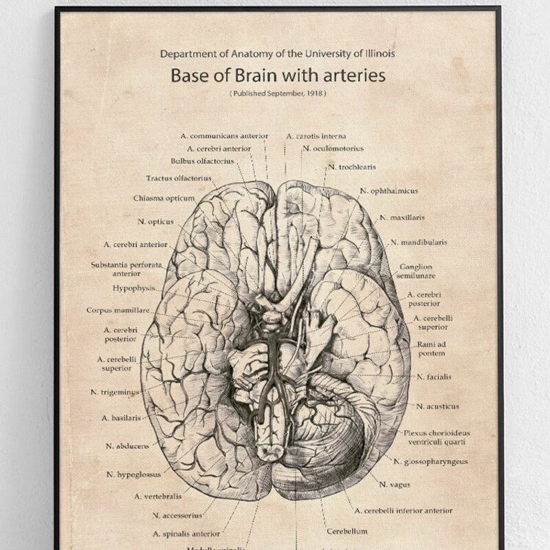 Brain - Etsy
