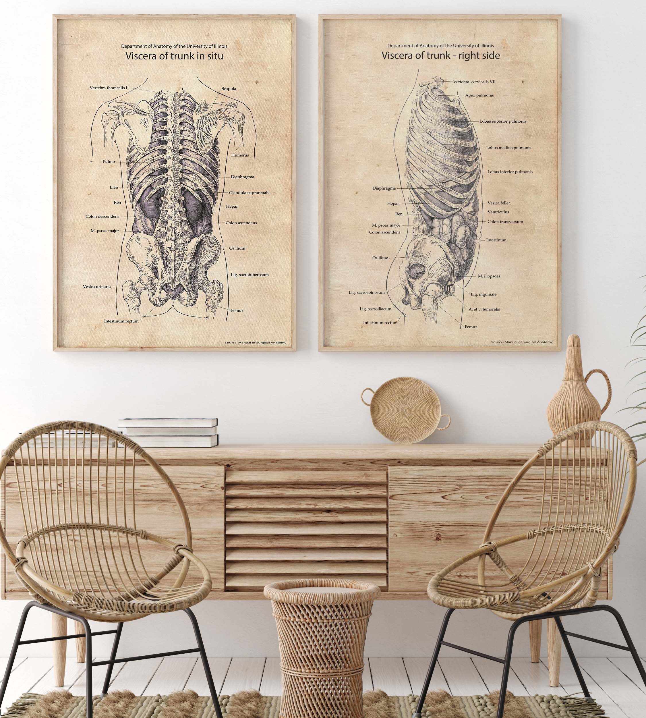 Viscera of Trunk Anatomy Poster Torso Original Poster - Etsy