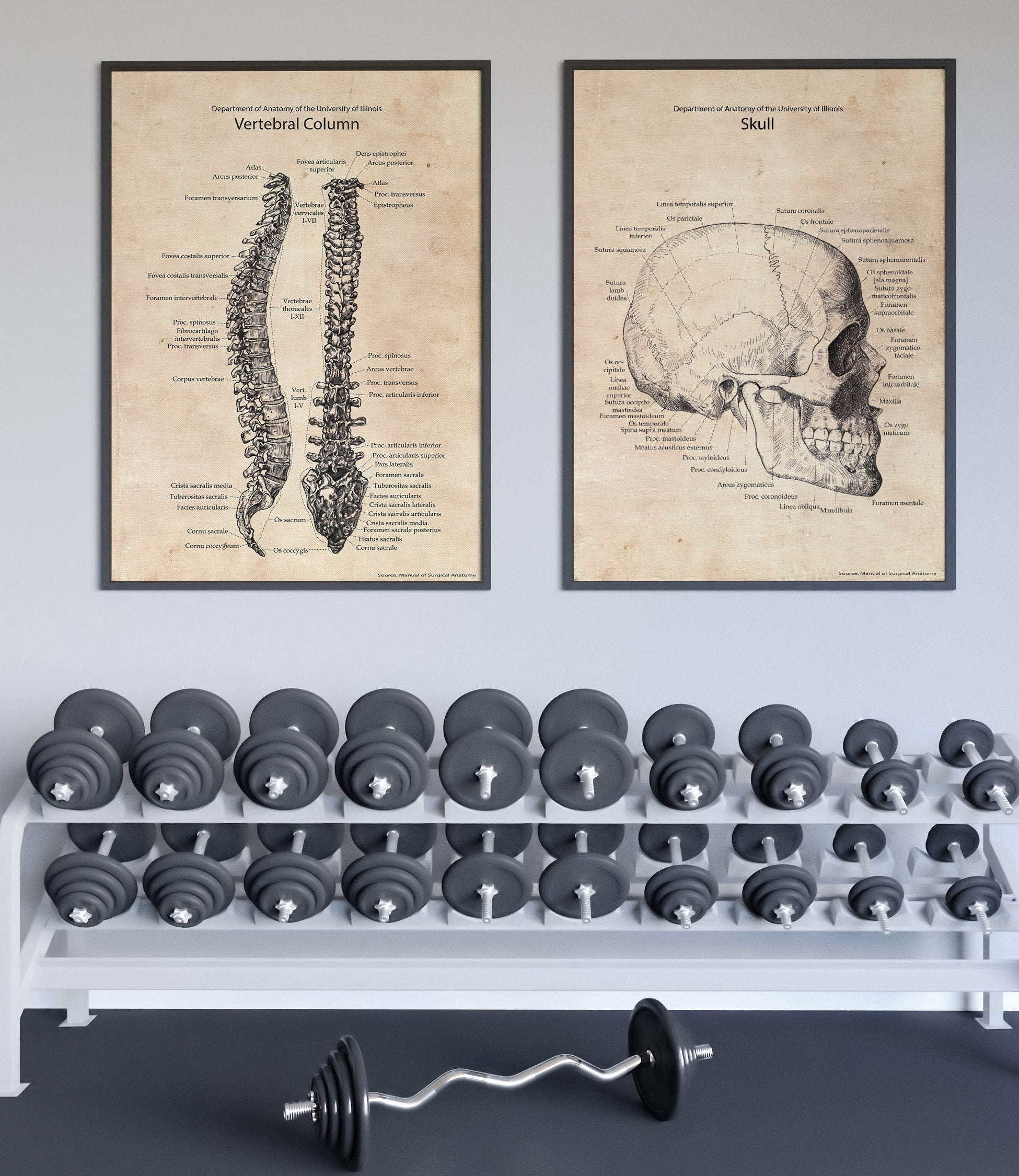 Spine Structure Original Poster - Etsy
