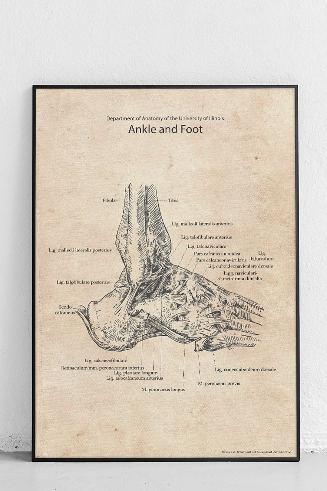 Ankle and Foot Original Poster - Etsy