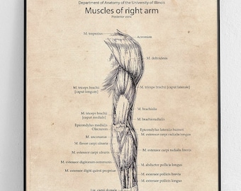 Arm Muscles Poster - Etsy UK