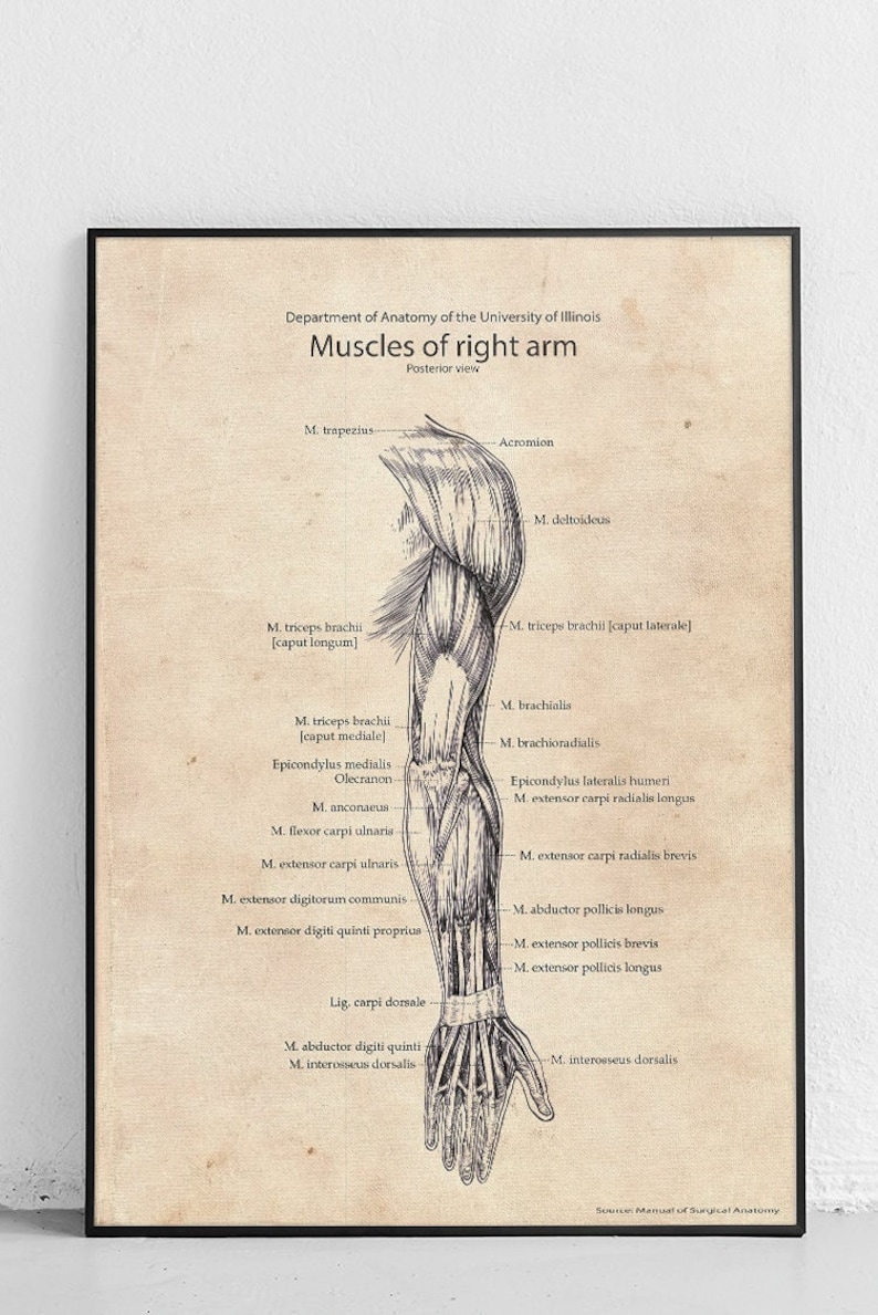 Muscles of the Arm Posterior View Original Poster - Etsy