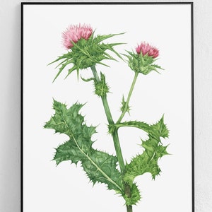 Milk Thistle Hand Painted Poster, Botanical Poster, Plant Poster - Etsy