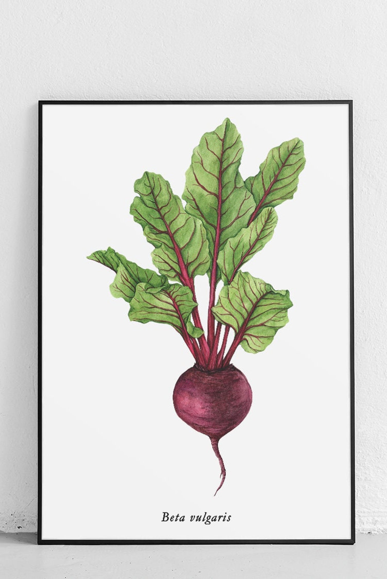 Beetroot Hand Painted Poster, Botanical Poster, Plant Poster - Etsy