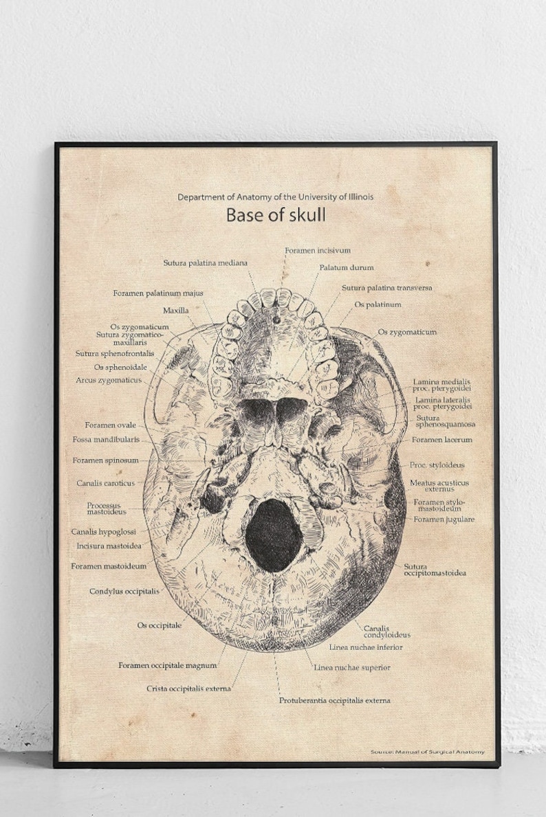 The Base of the Skull Anatomy Poster, Original Poster - Etsy UK