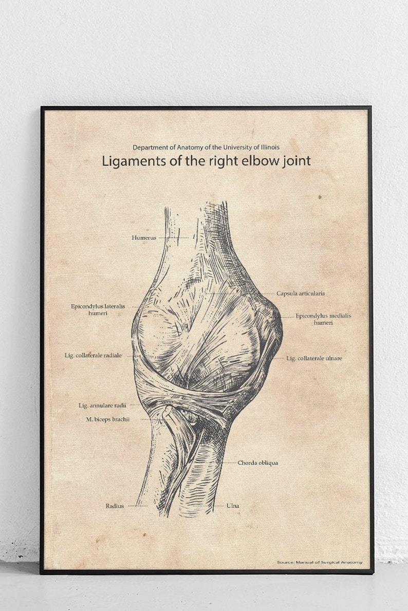 Elbow Ligament - Original Poster - Etsy