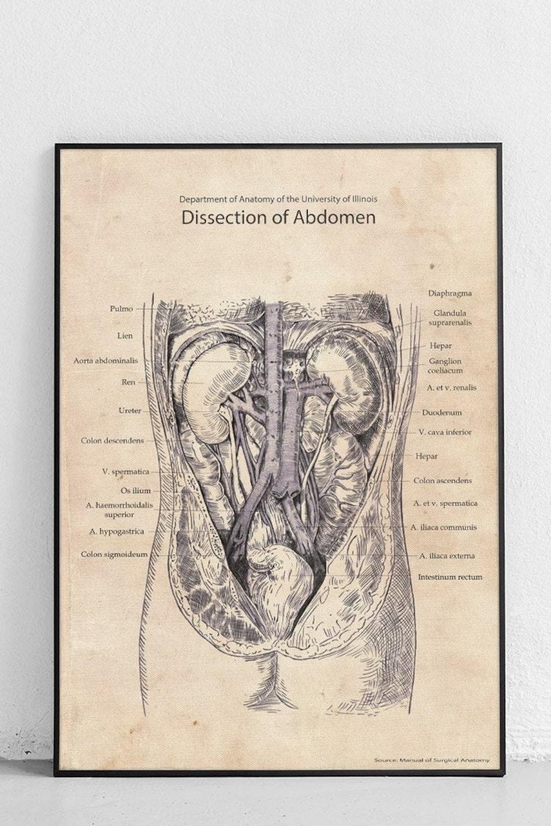 Viscera of Trunk in Situ Anatomy Poster, Torso Original Poster - Etsy