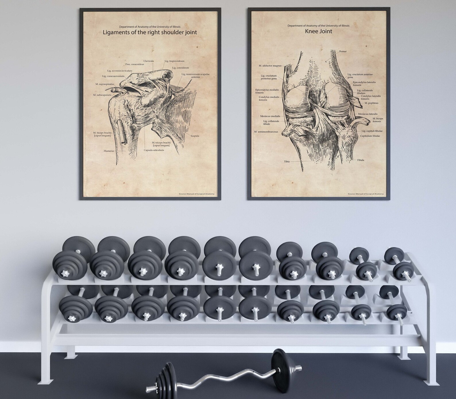 Ligaments of the Right Shoulder Joint Original Poster - Etsy