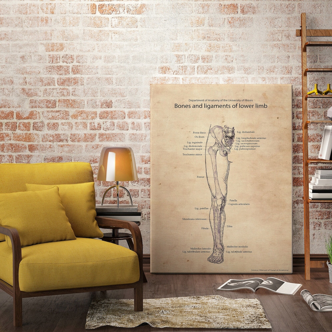 Bones and Ligaments of the Right Leg - Original Poster - Etsy