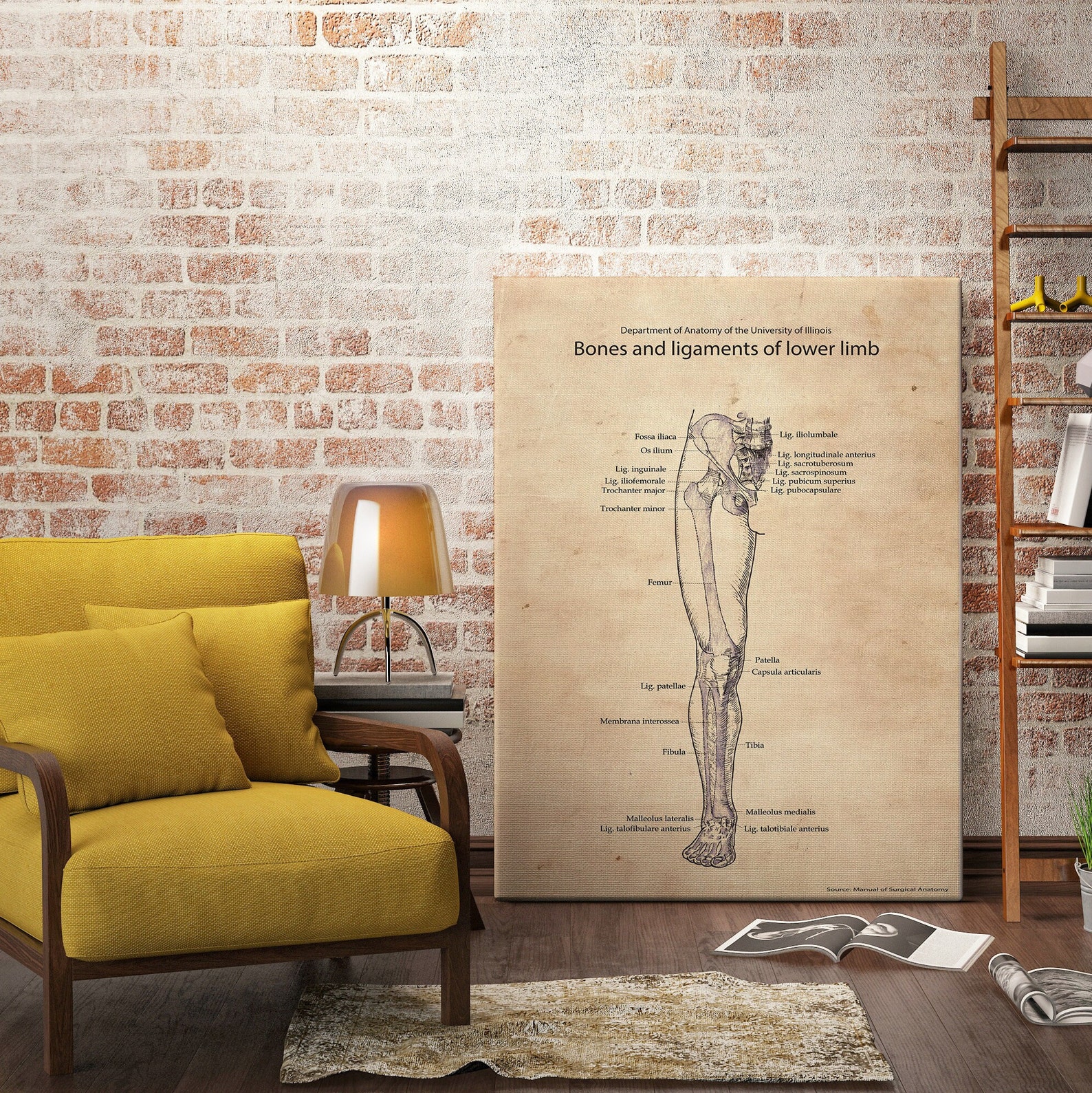 Bones and Ligaments of the Right Leg - Original Poster - Etsy
